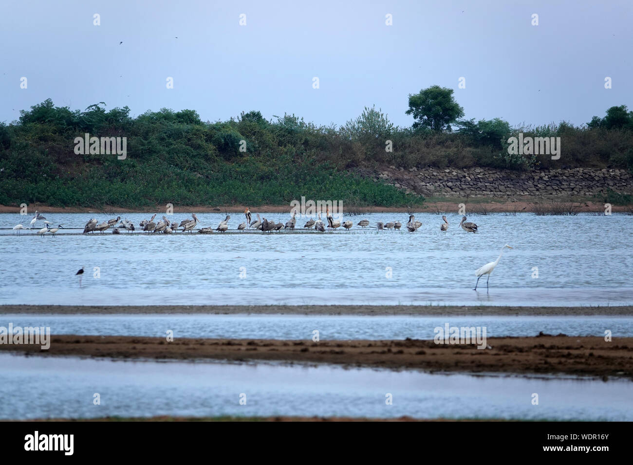Koonthamkulam bird sanctuary wildlife hi-res stock photography and images - Alamy