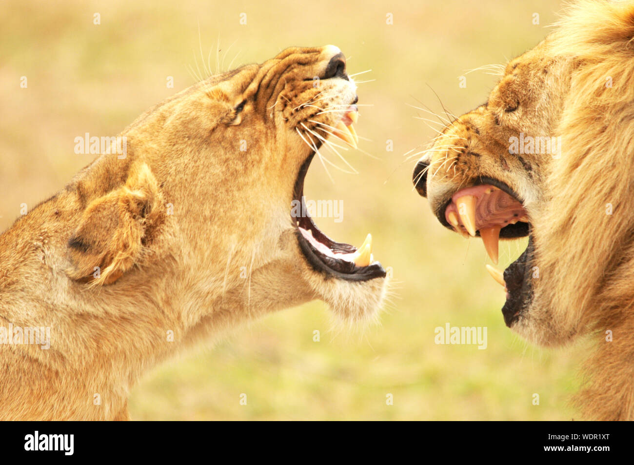 Two male lions roaring hi-res stock photography and images - Alamy