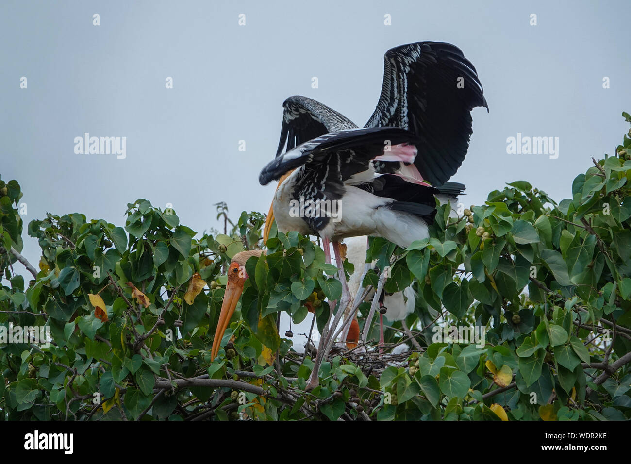 The painted stork is a large wader in the stork family. Natural habitat ...