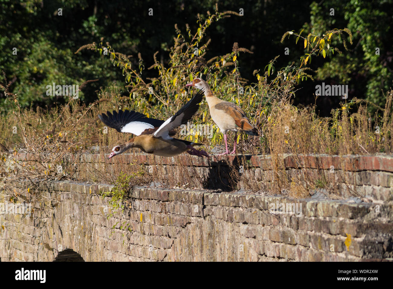 Two animals talking hi-res stock photography and images - Alamy