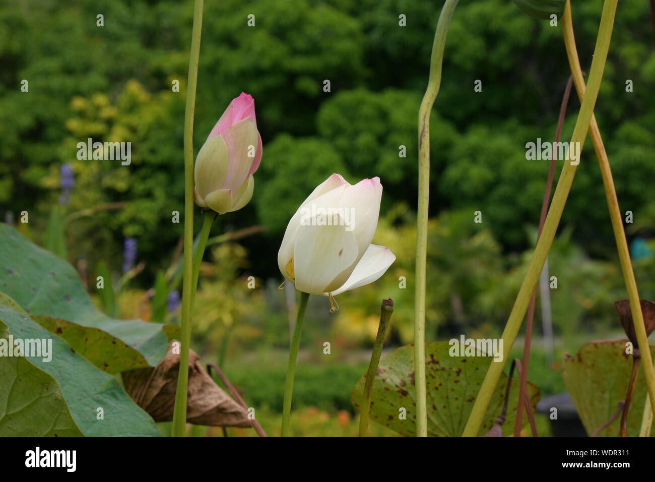 Green lily buds hi-res stock photography and images - Alamy