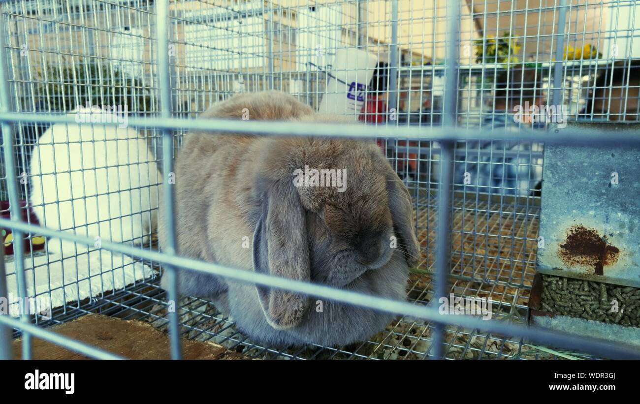 Trapped rabbit hi-res stock photography and images - Alamy