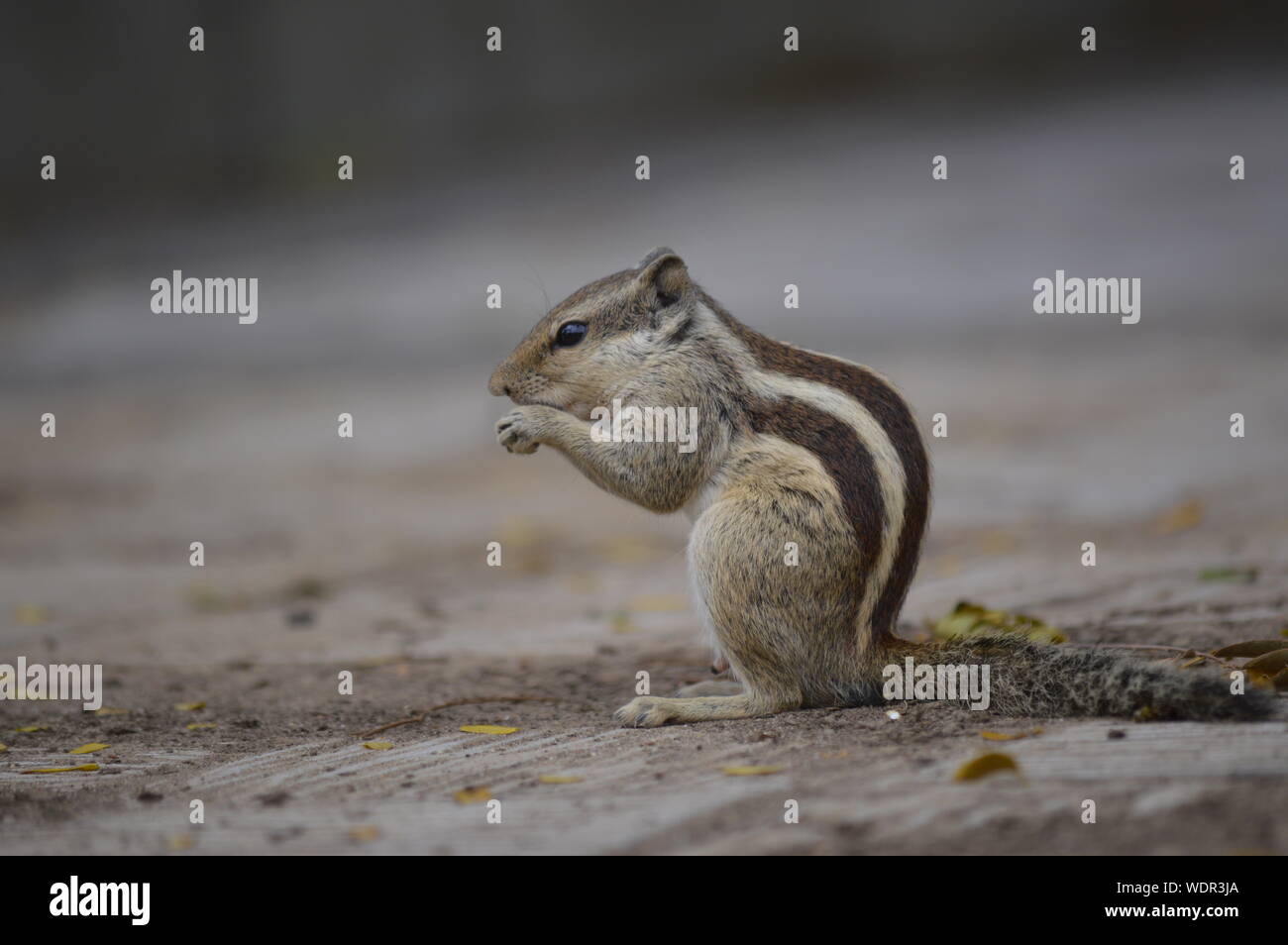 Squirrel close up profile view hi-res stock photography and images - Alamy