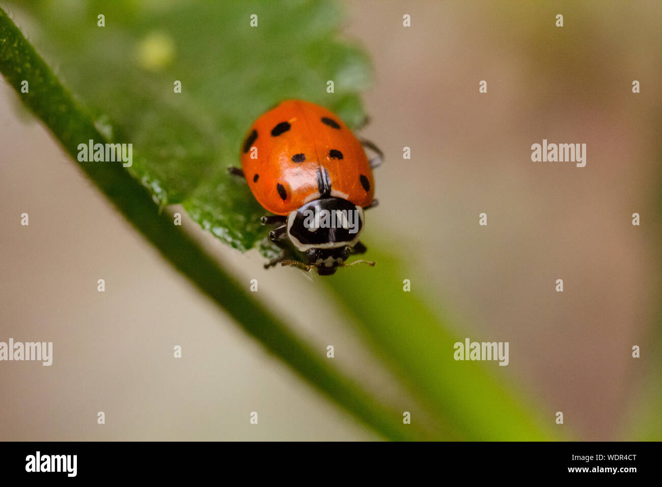 Red Spotted Ladybug High Resolution Stock Photography and Images - Alamy