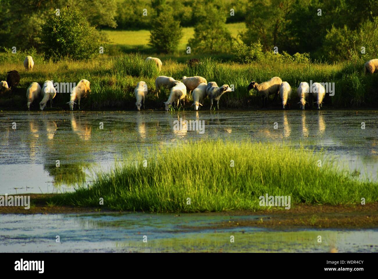 Sheep drinking water hi-res stock photography and images - Alamy