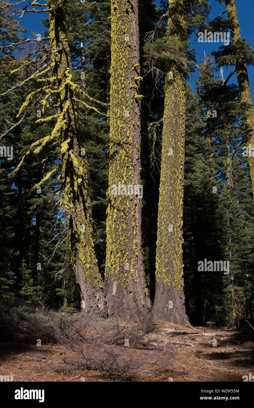 Green moss grows on trees in Northern California Stock Photo - Alamy