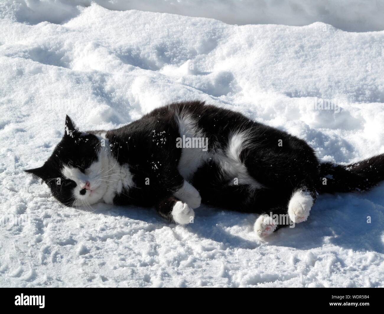 Black and white cat in snow hi-res stock photography and images - Alamy