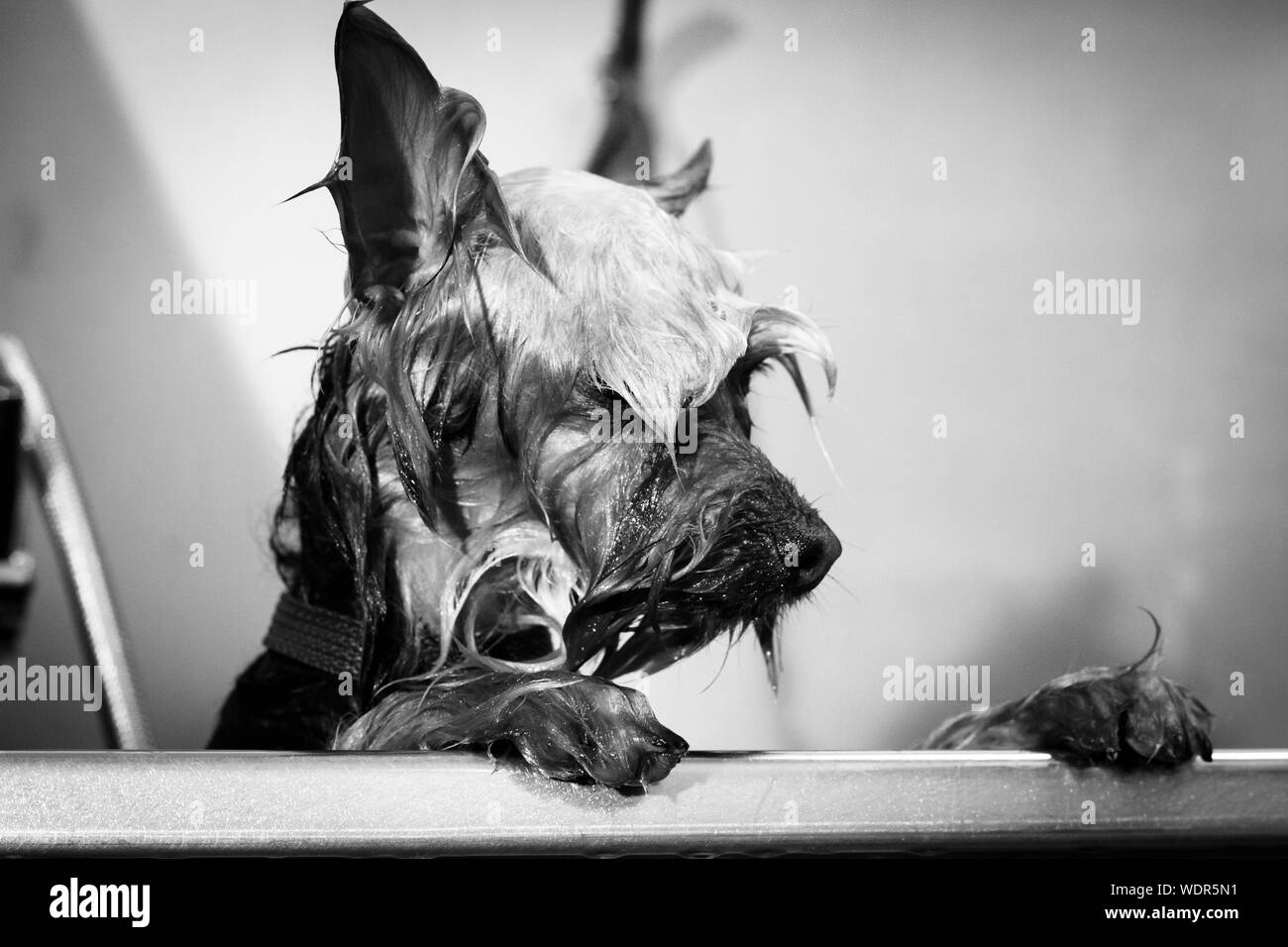 Rub a dub dub hi-res stock photography and images - Alamy