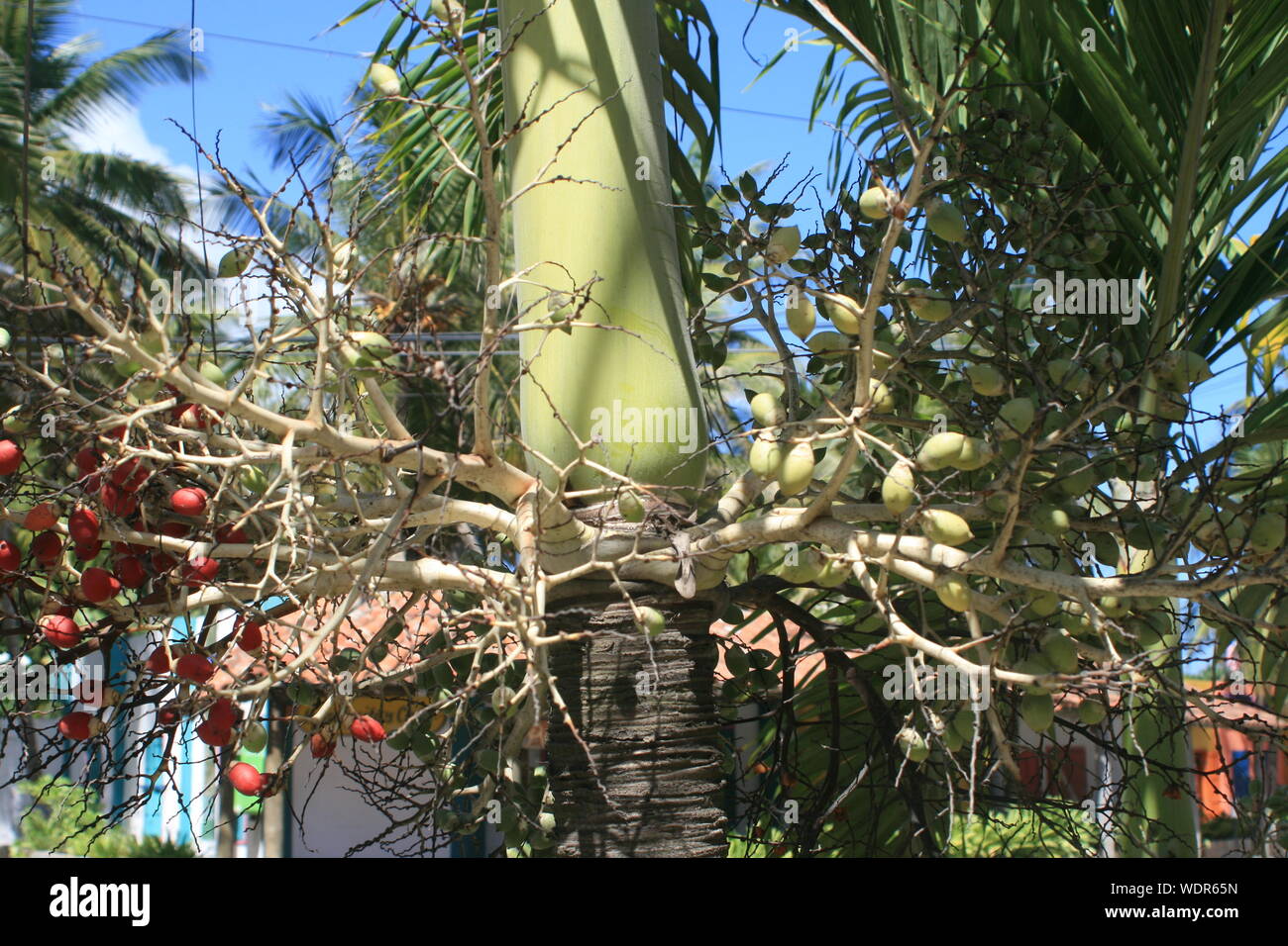 Growing palm hi-res stock photography and images - Alamy