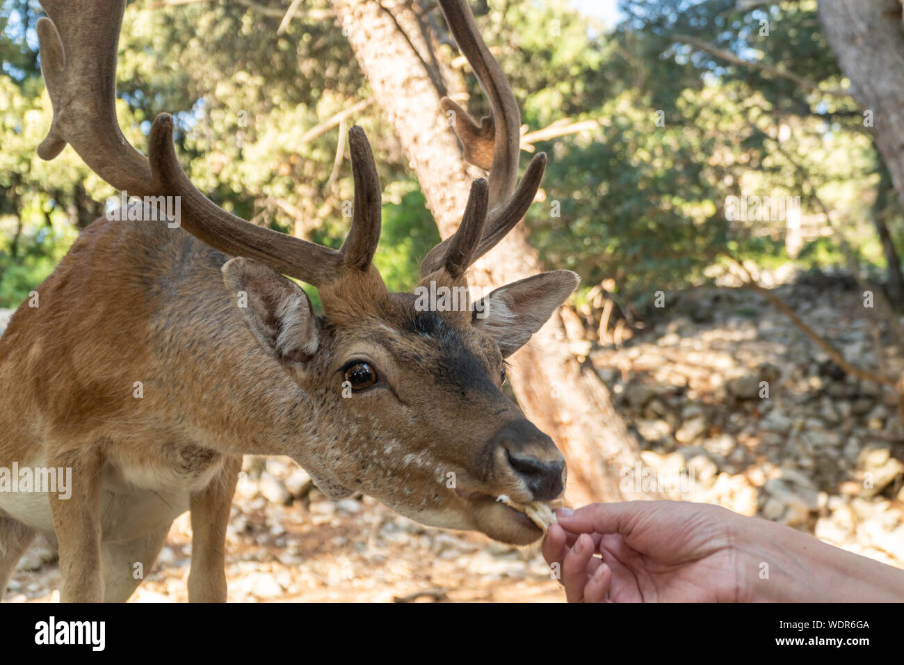 A human hand feeding majestic powerful young red deer stag in nature ...