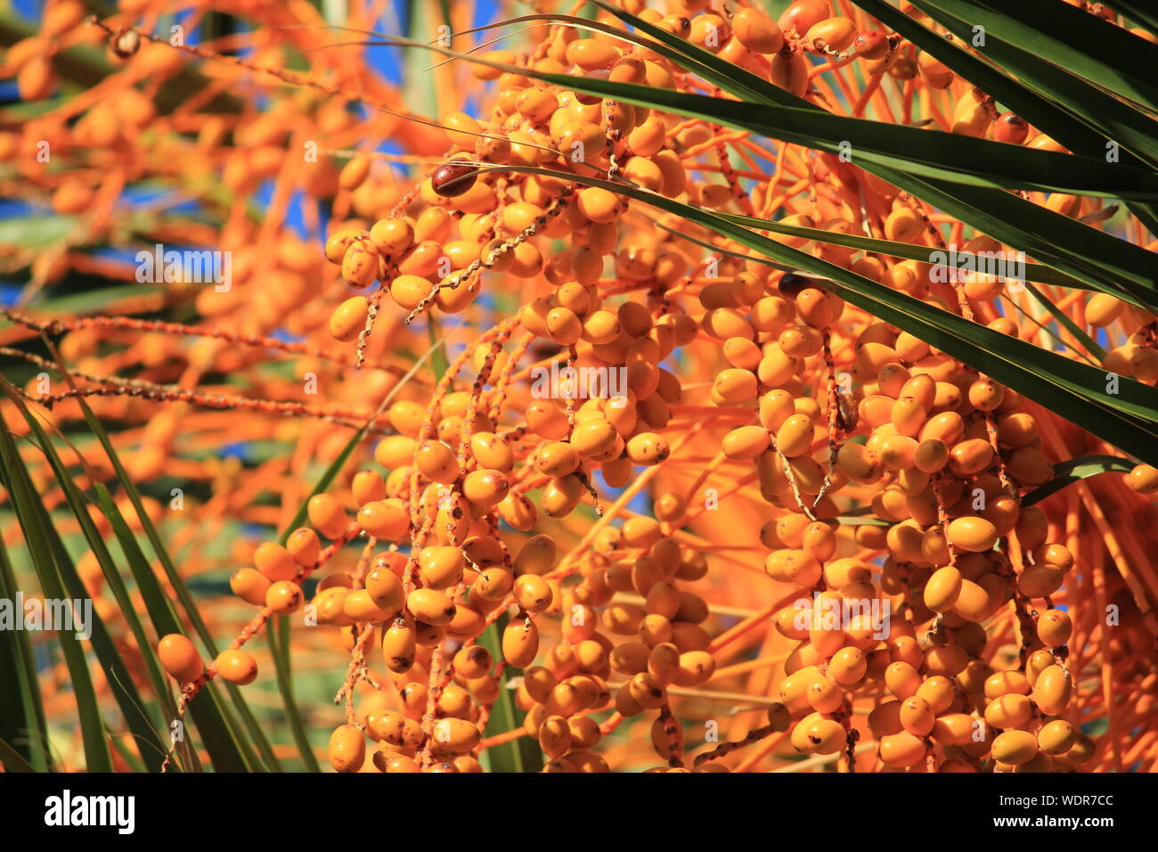 Yellow tree seeds hi-res stock photography and images - Alamy