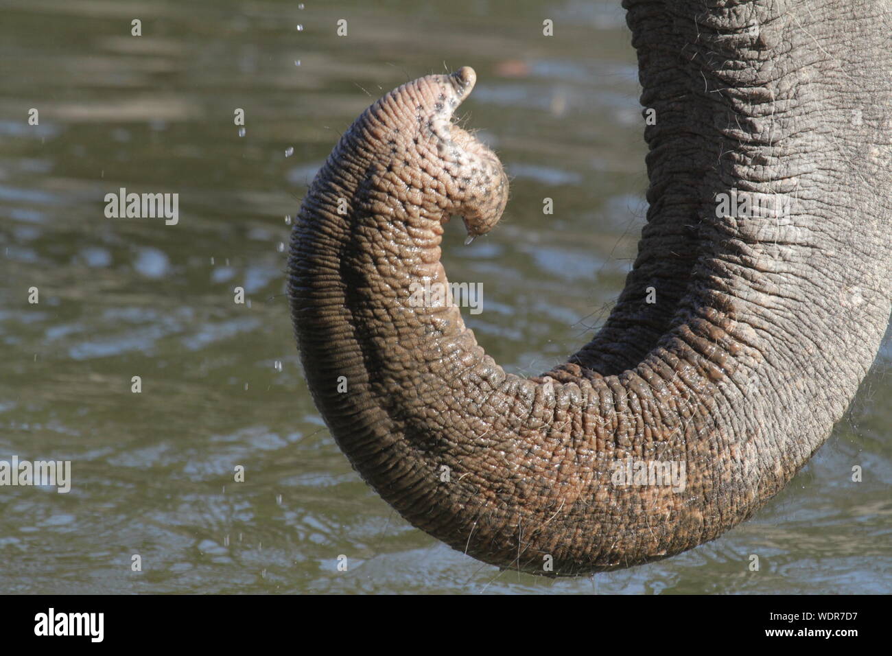 Asian elephant trunk close up hi-res stock photography and images - Alamy