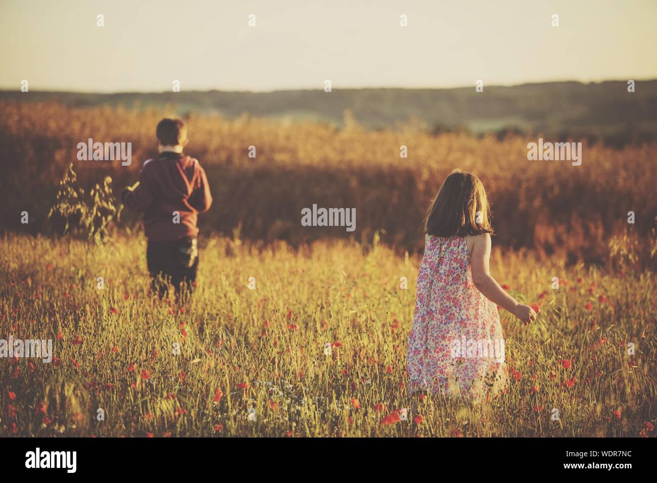 Children in wheat field hi-res stock photography and images - Alamy