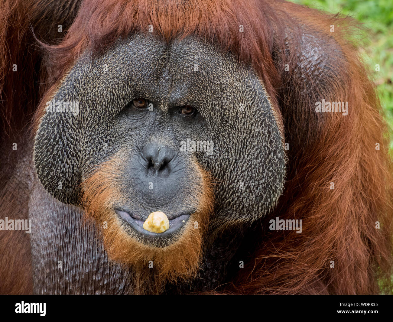 Orangutan eating hi-res stock photography and images - Alamy