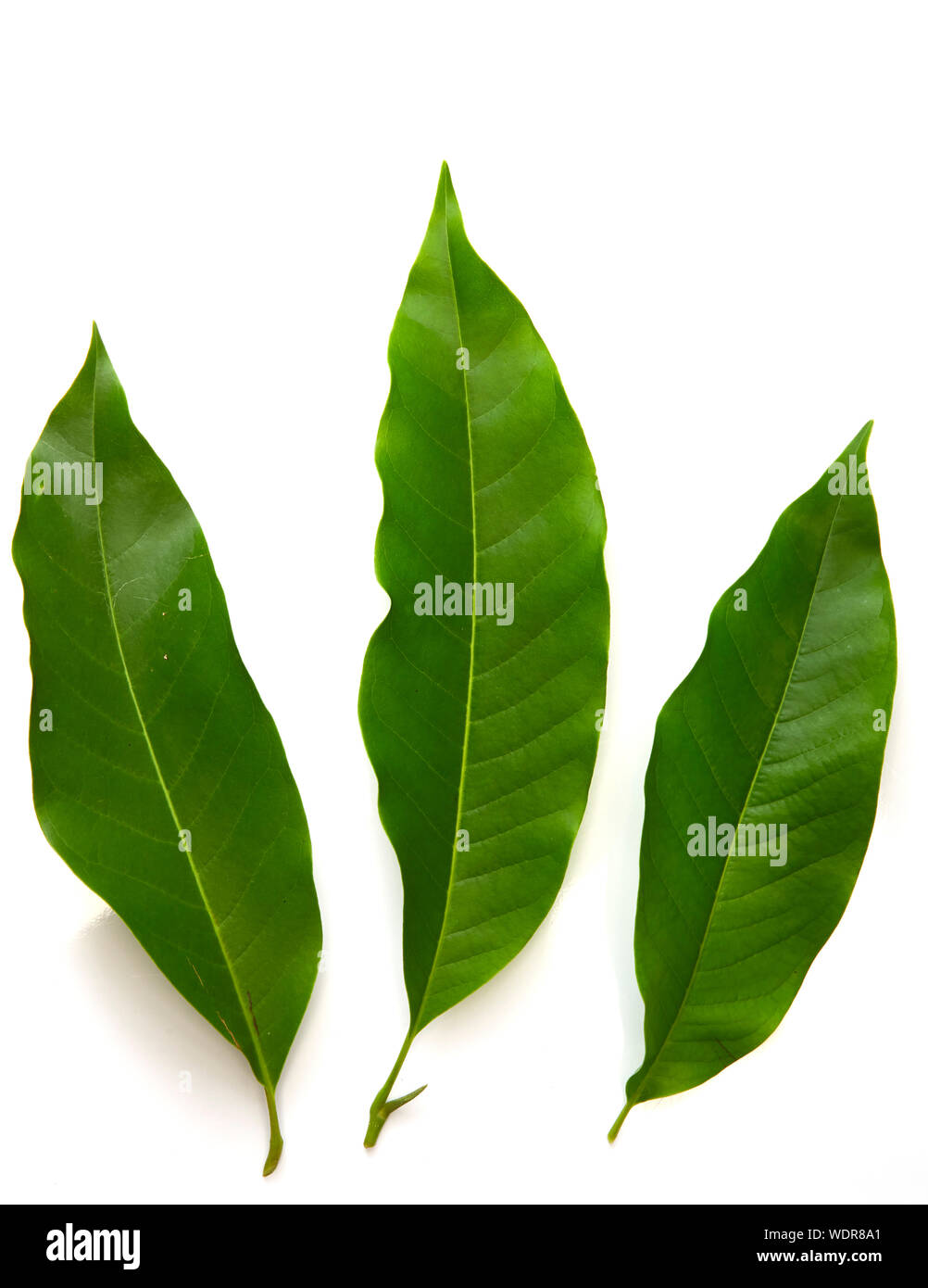 Leaves of the mango tree Cut Out Stock Images & Pictures - Alamy
