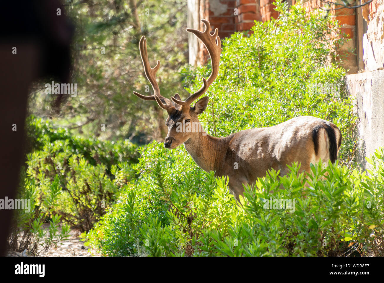 Stag in nature hi-res stock photography and images - Alamy