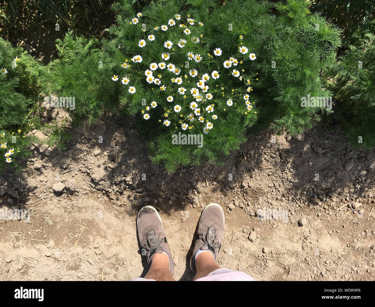 Standing shadow bush hi-res stock photography and images - Alamy