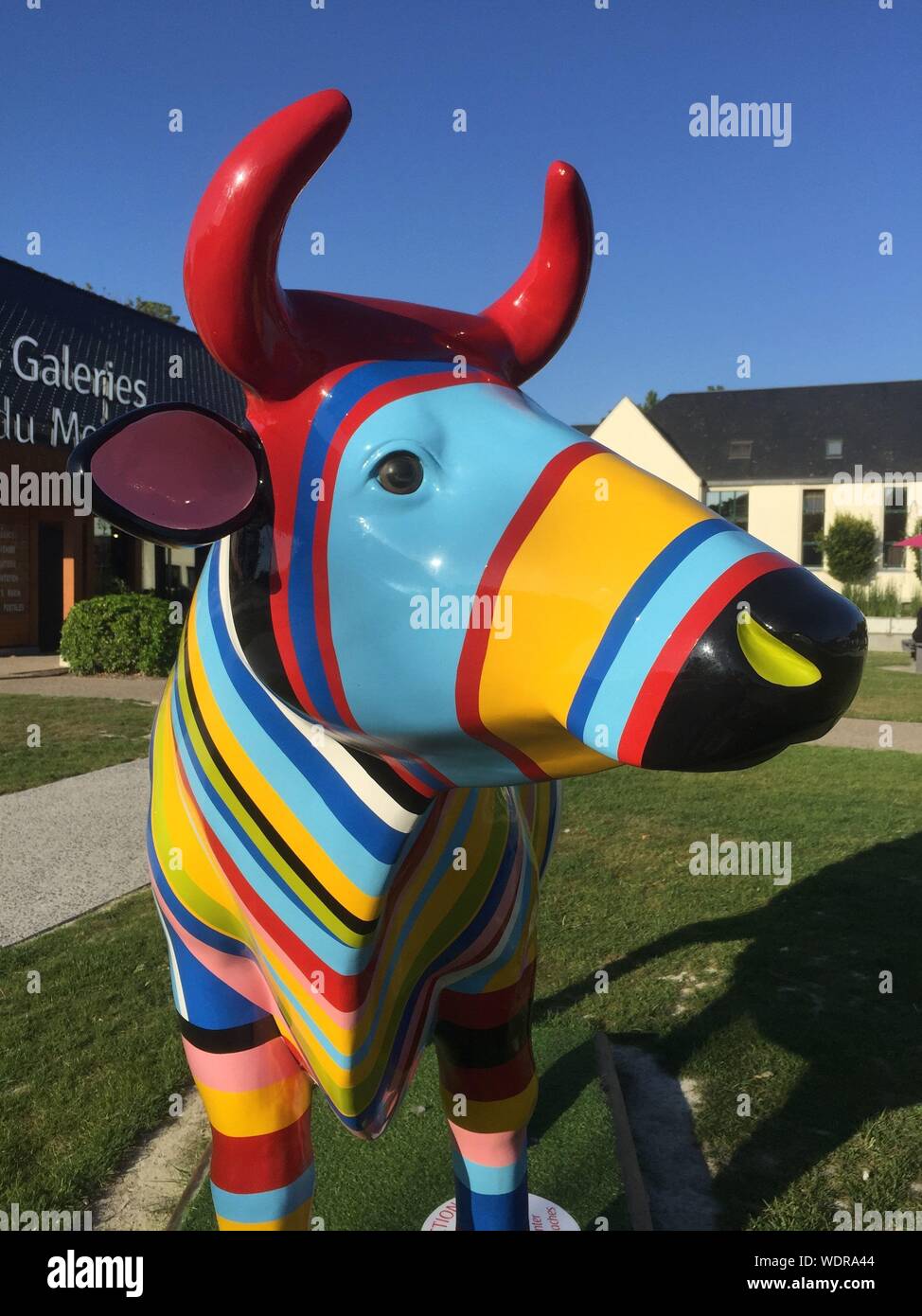 Multi colored cow hi-res stock photography and images - Alamy