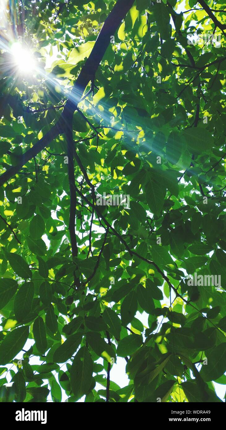 Sun canopy hi-res stock photography and images - Alamy