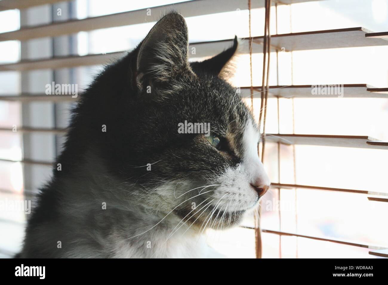 Cat and blinds hi-res stock photography and images - Alamy