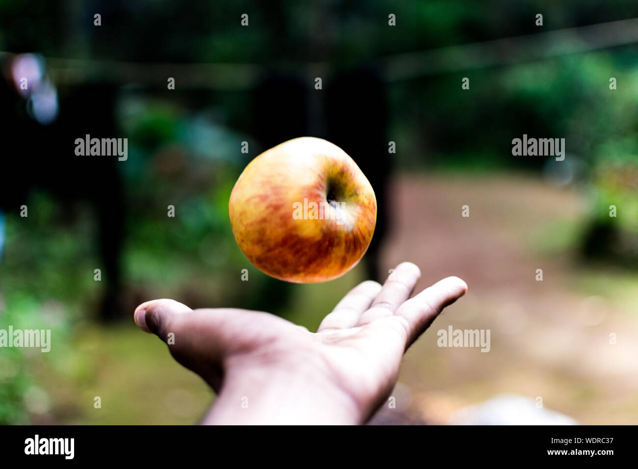 Throwing apple into air hi-res stock photography and images - Alamy