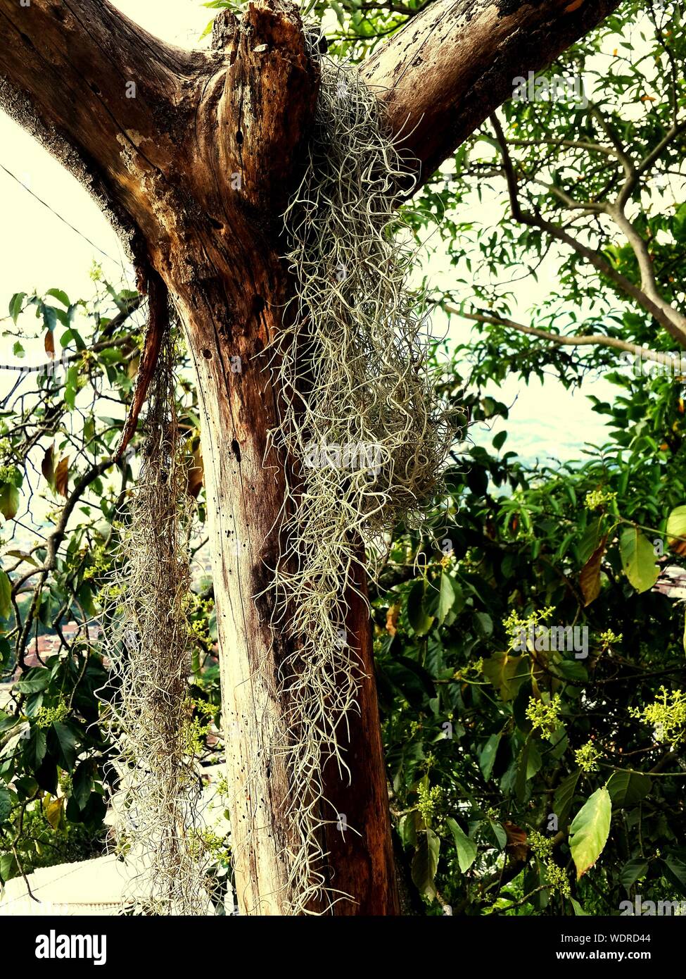 Tangled branches tree hi-res stock photography and images - Alamy