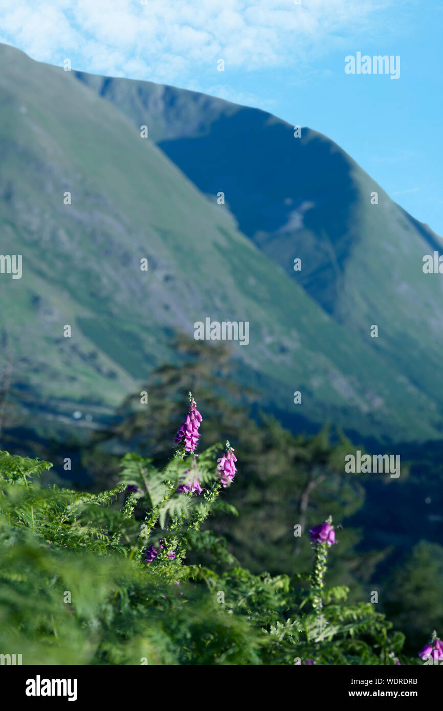 Mountain bee hi-res stock photography and images - Alamy