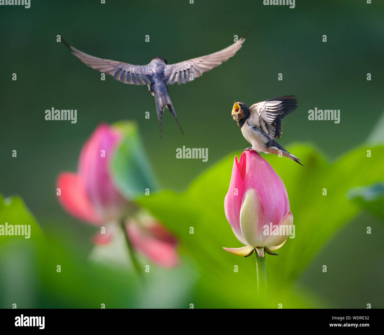 Pink Rose Bud High Resolution Stock Photography and Images - Alamy