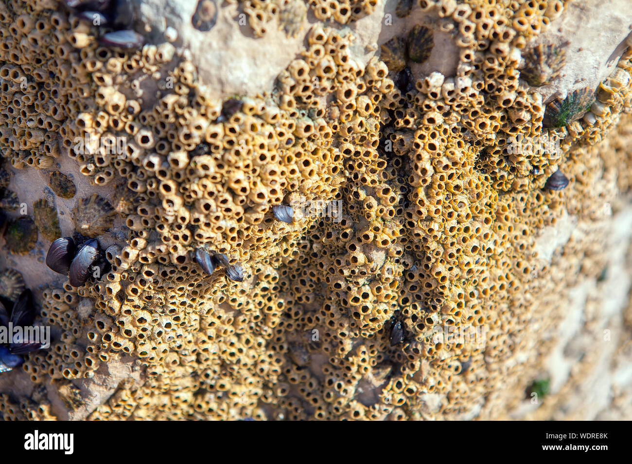 Beehive shell hi-res stock photography and images - Alamy