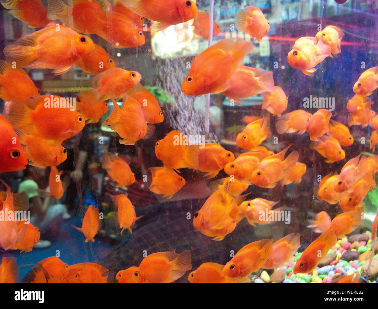School fish tank hi-res stock photography and images - Alamy