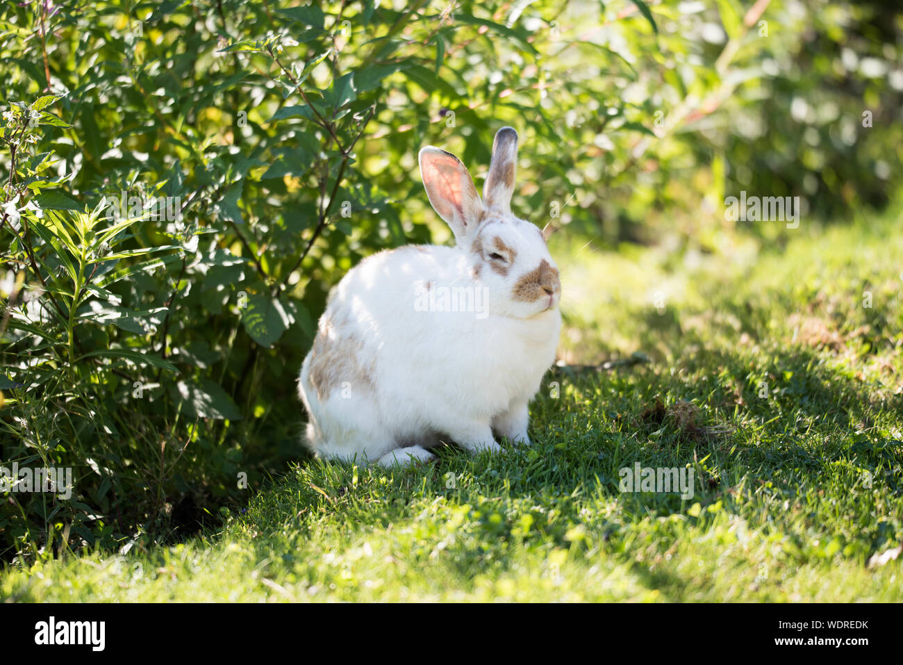 Rabbit in the bush hi-res stock photography and images - Alamy
