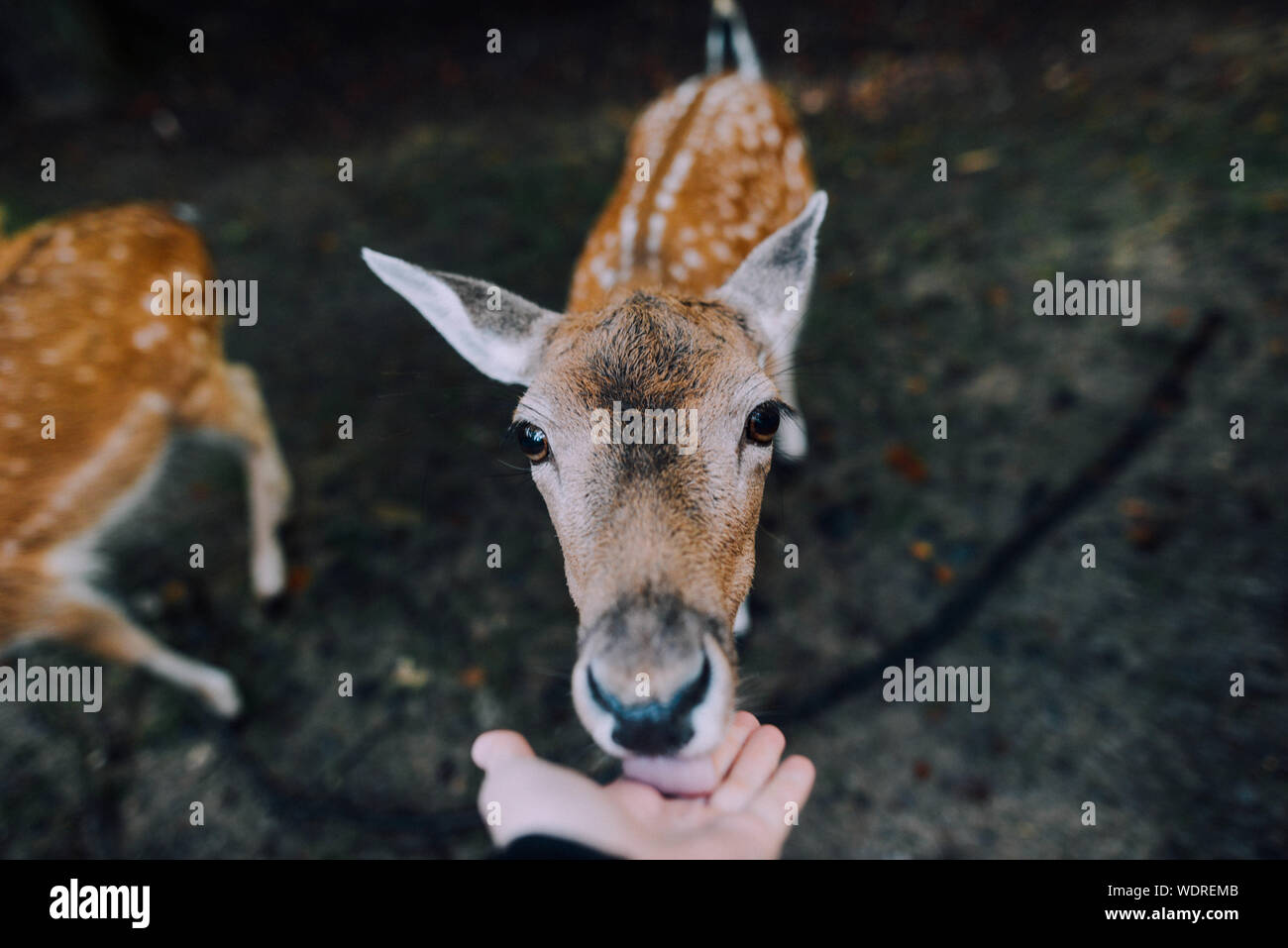 Deer licking hi-res stock photography and images - Alamy