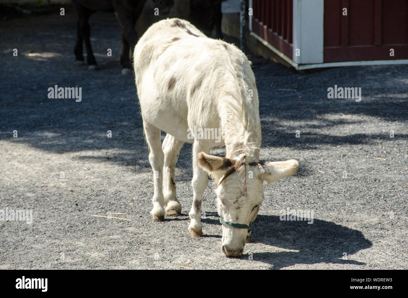 Calf shadow hi-res stock photography and images - Alamy