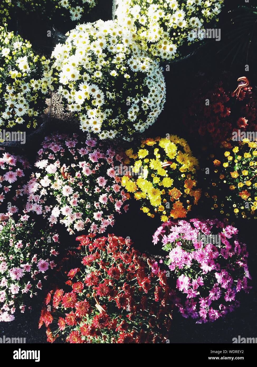 To kept flowers hi-res stock photography and images - Alamy