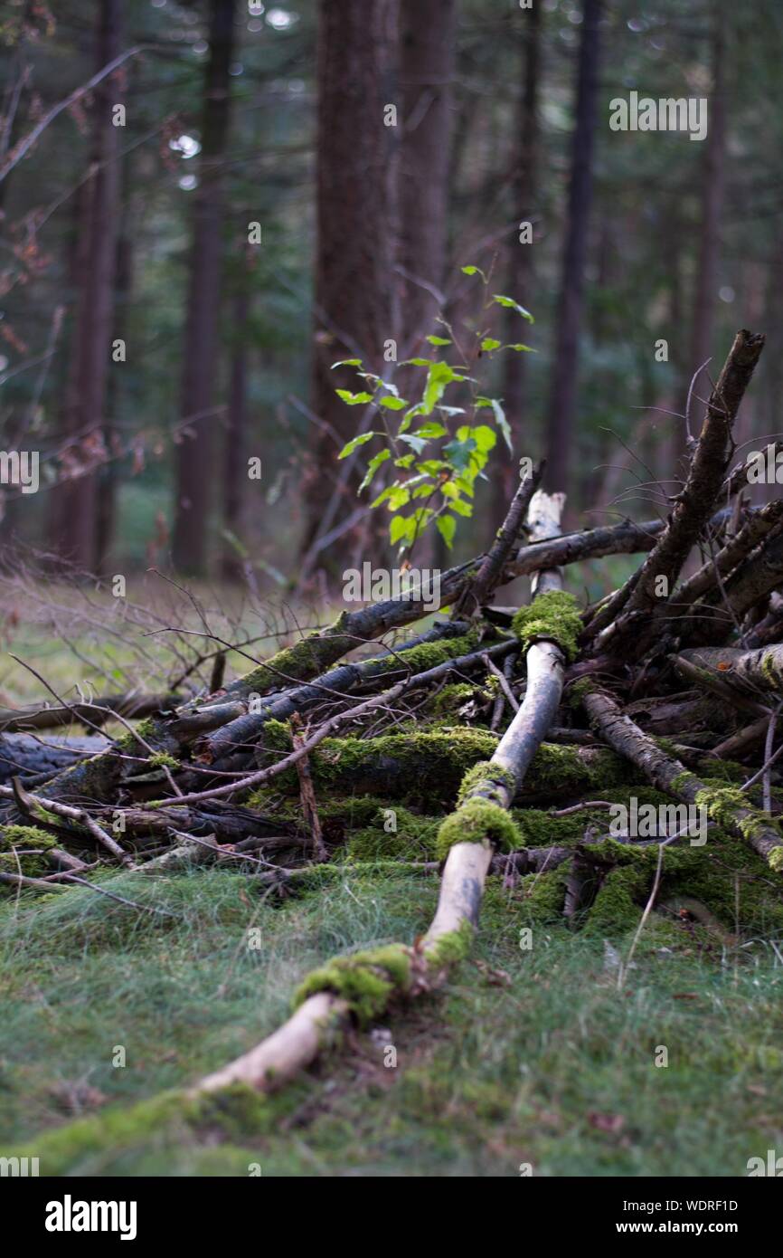 Fallen tree new trees growing hi-res stock photography and images - Alamy