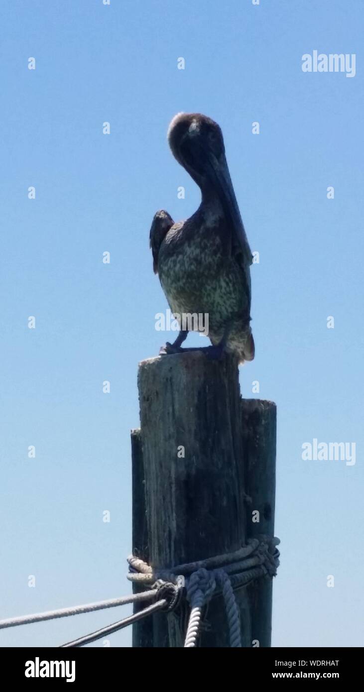 Pelican sitting hi-res stock photography and images - Alamy