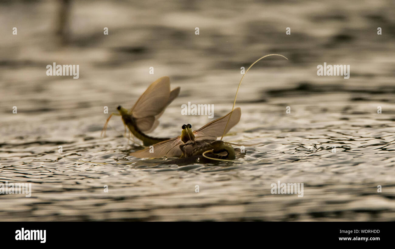 Insects on water hi-res stock photography and images - Alamy