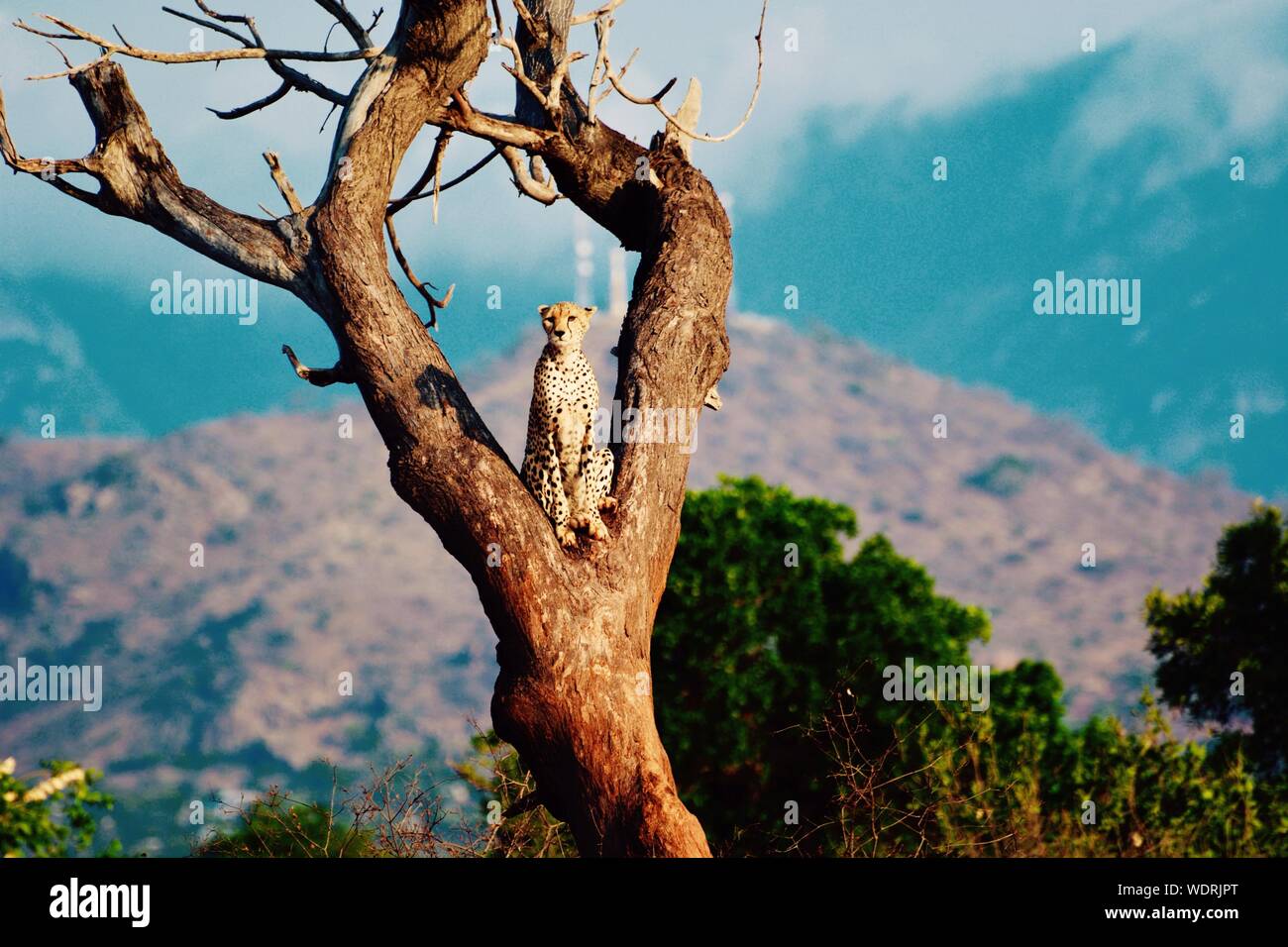 Cheetah sitting in tree hi-res stock photography and images - Alamy