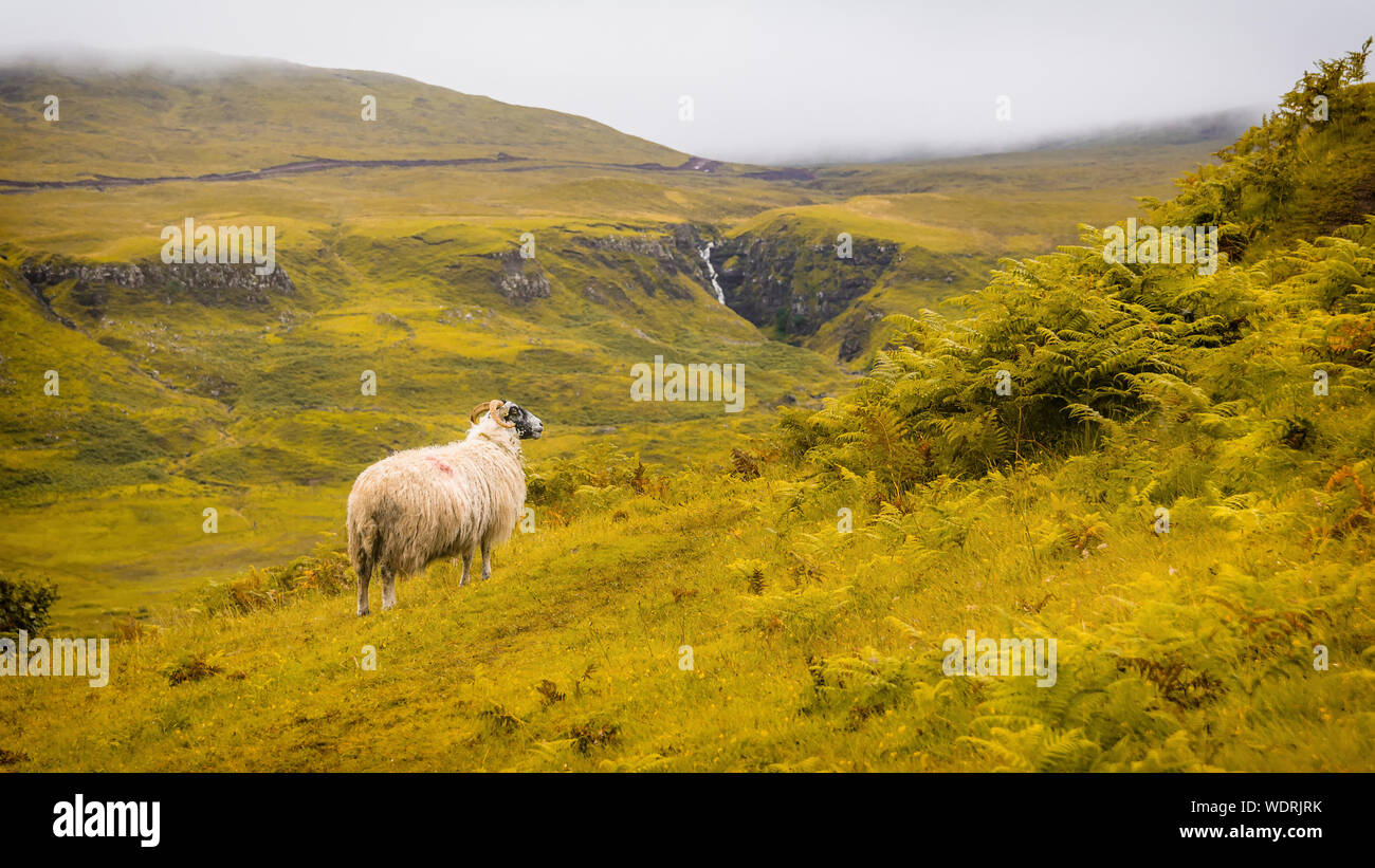 Scottish rural scene hi-res stock photography and images - Alamy