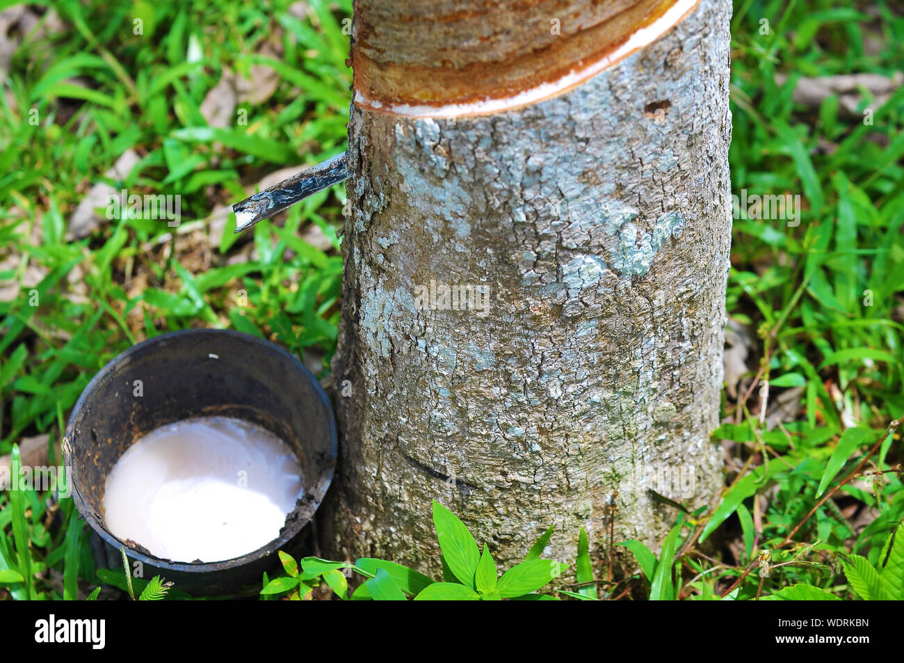 Collecting bucket hi-res stock photography and images - Alamy