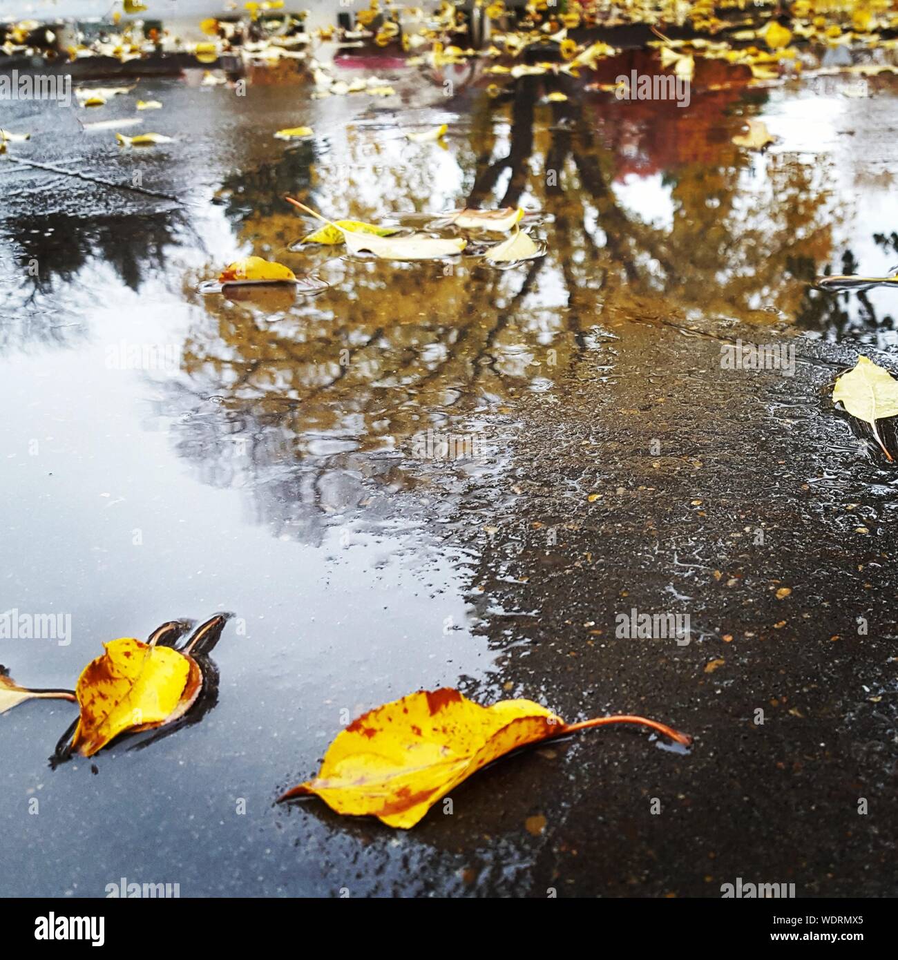 Leaves floating water surface hi-res stock photography and images - Alamy