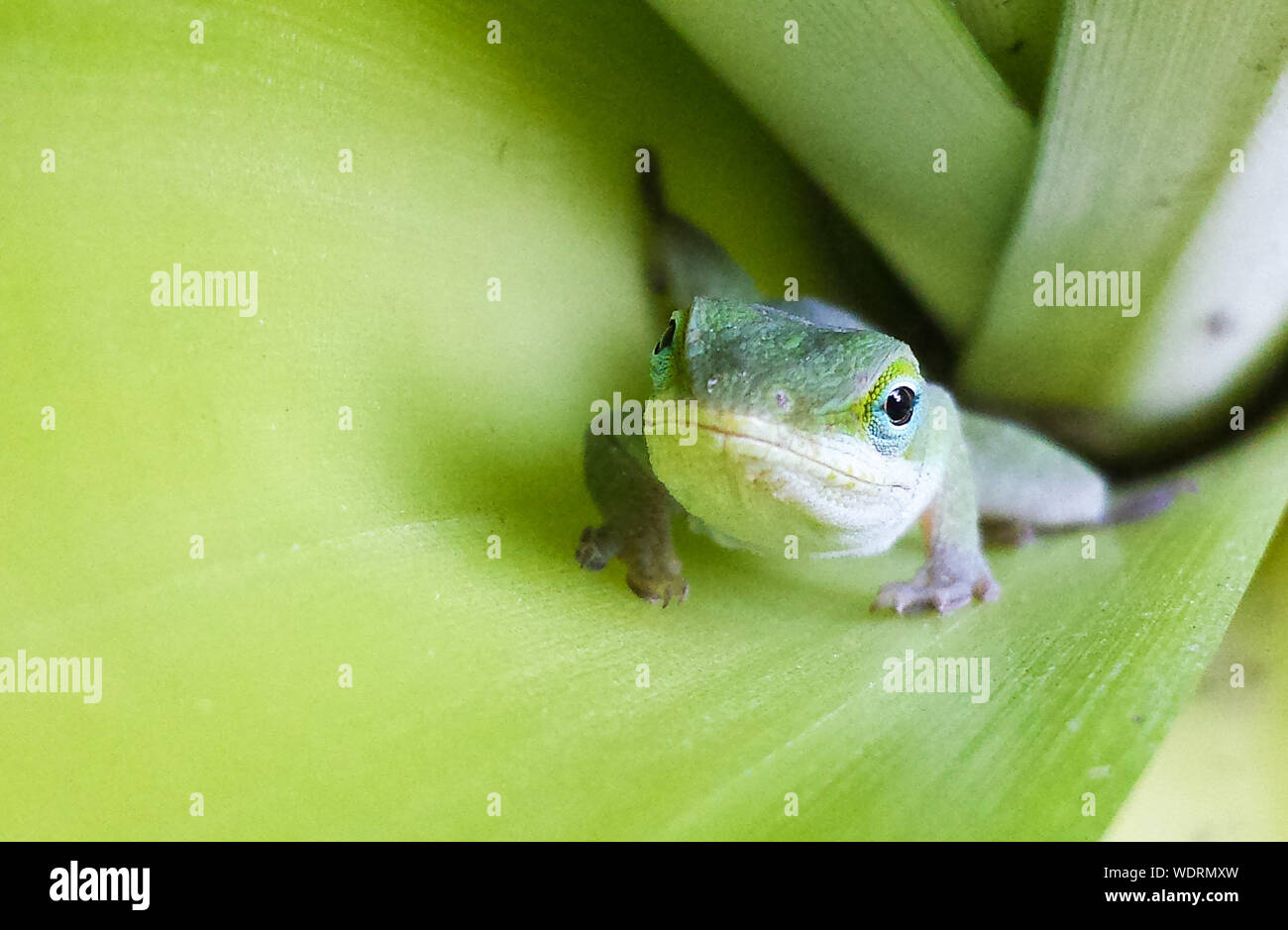 Pineapple lizard hi-res stock photography and images - Alamy