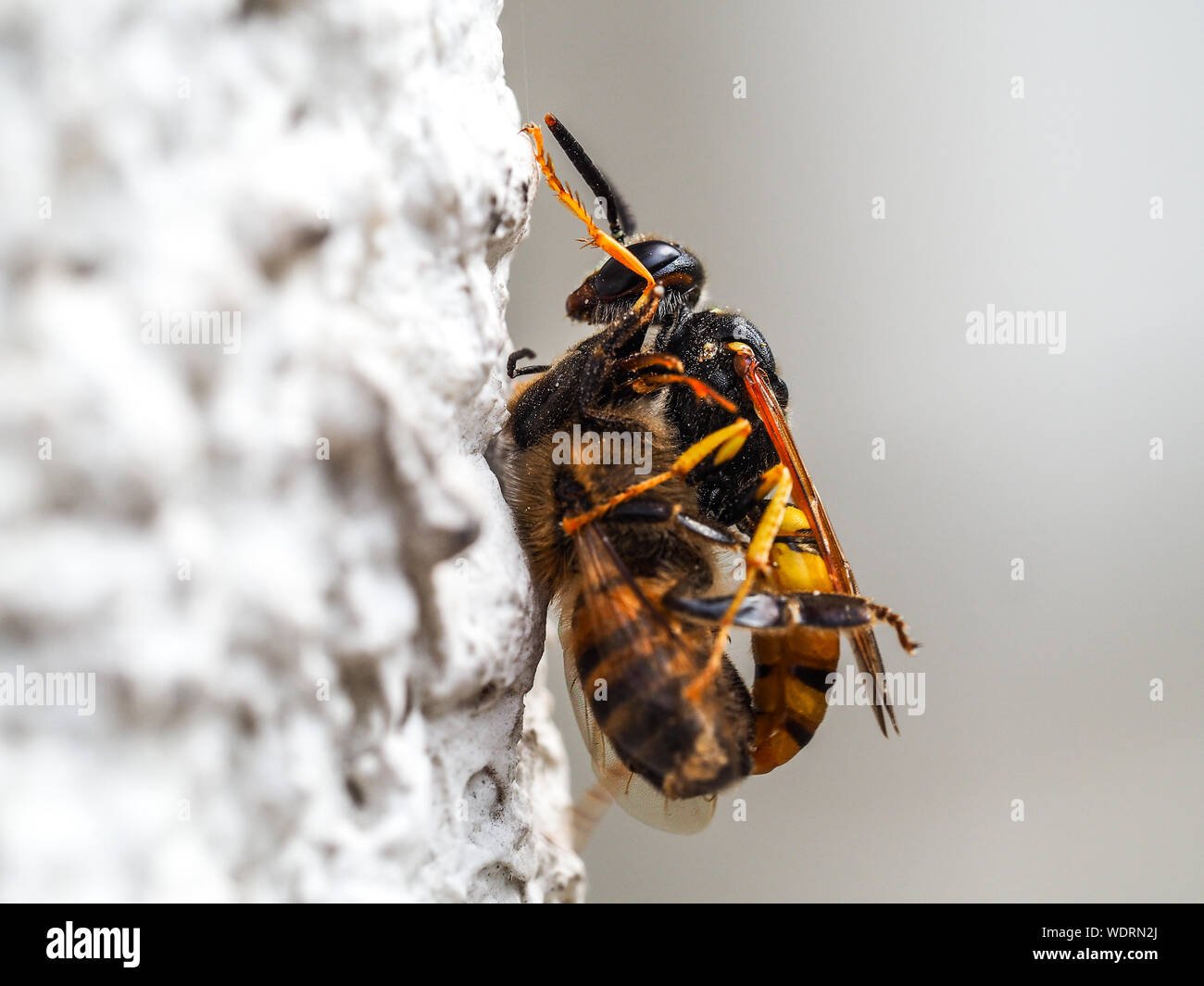 Black wasp mating hi-res stock photography and images - Alamy