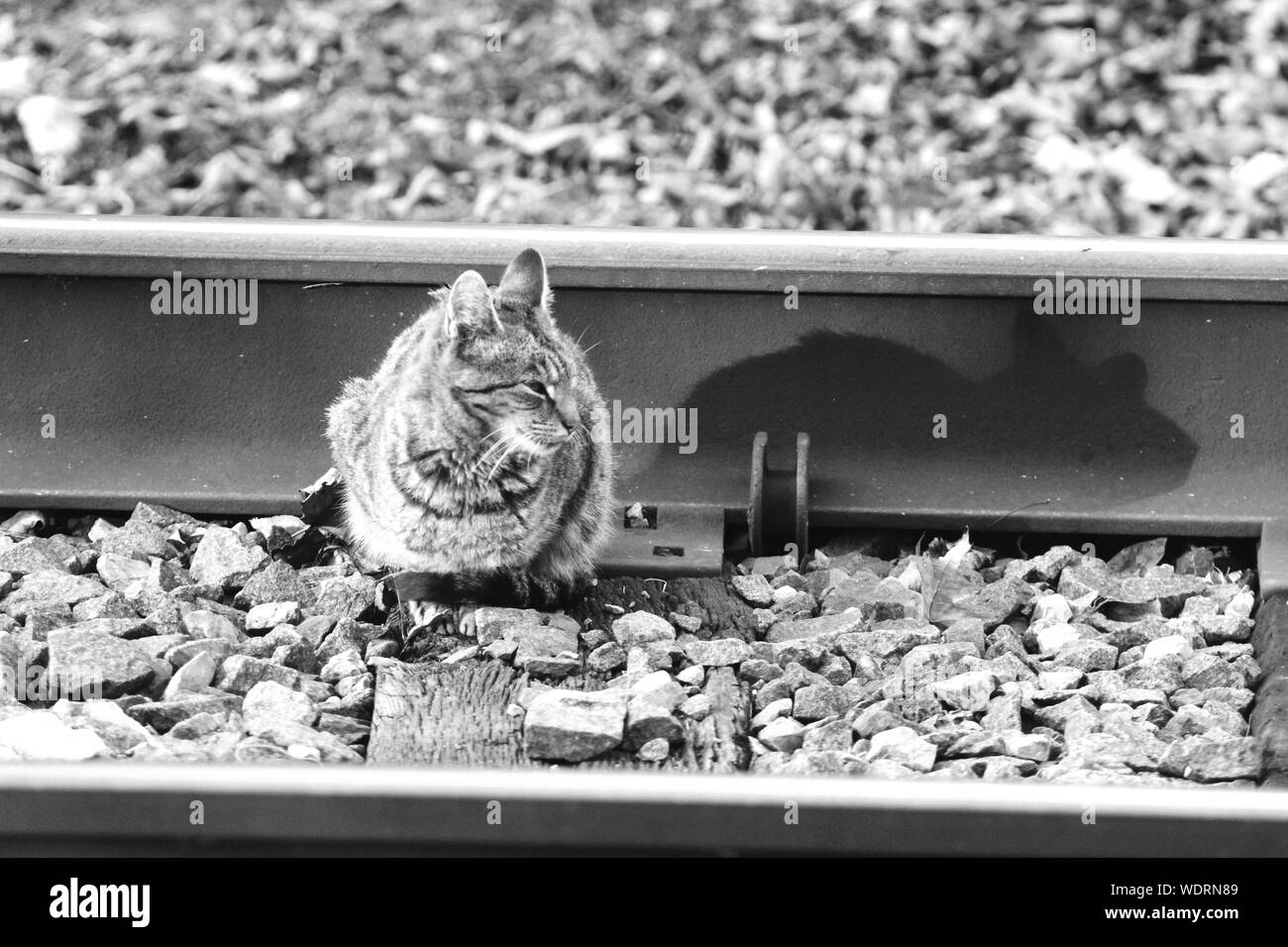 Cat Tracks High Resolution Stock Photography and Images - Alamy