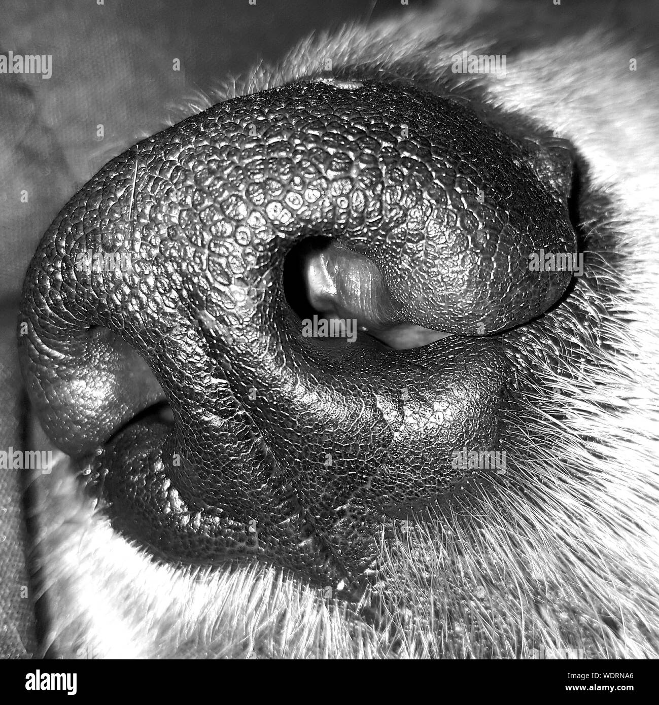 Extreme Close Up Dog Eye Animal Eye High Resolution Stock Photography ...