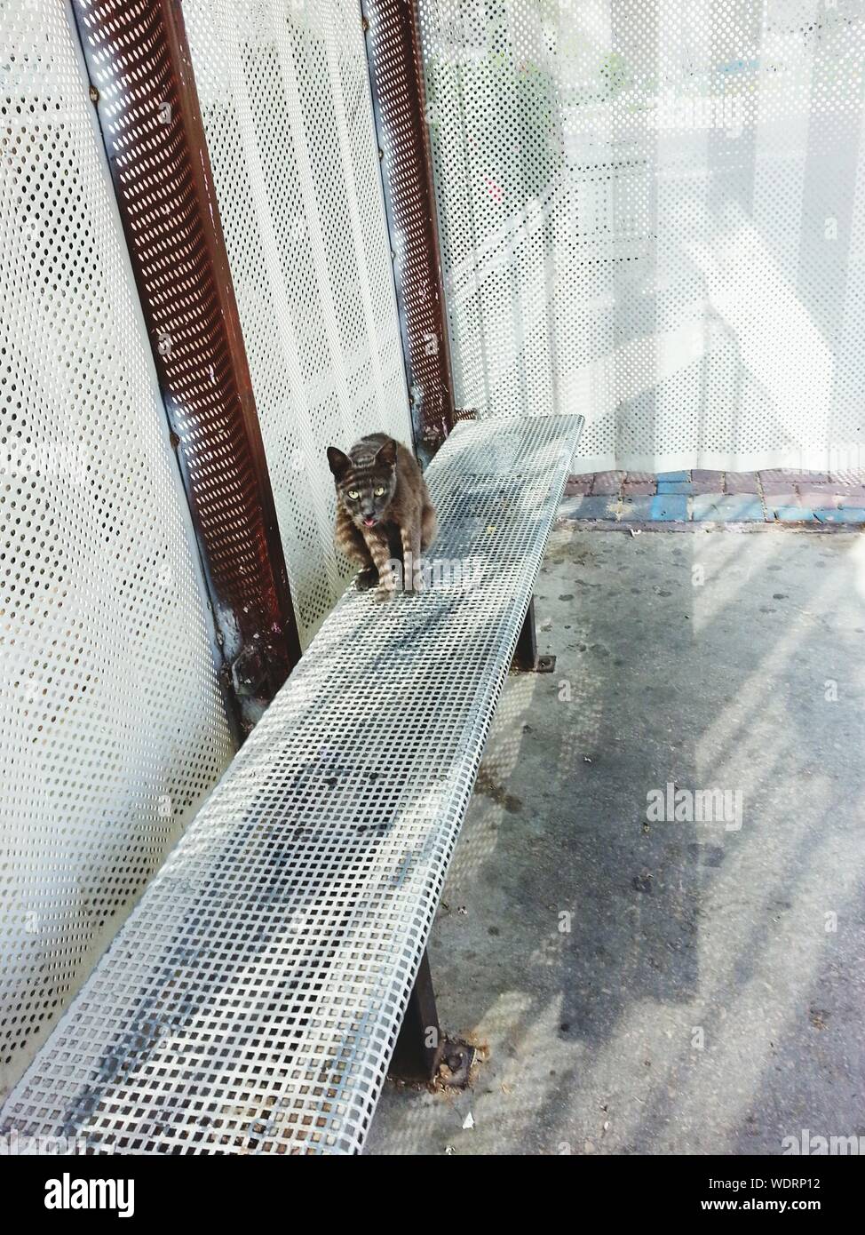 Cat bus hi-res stock photography and images - Alamy