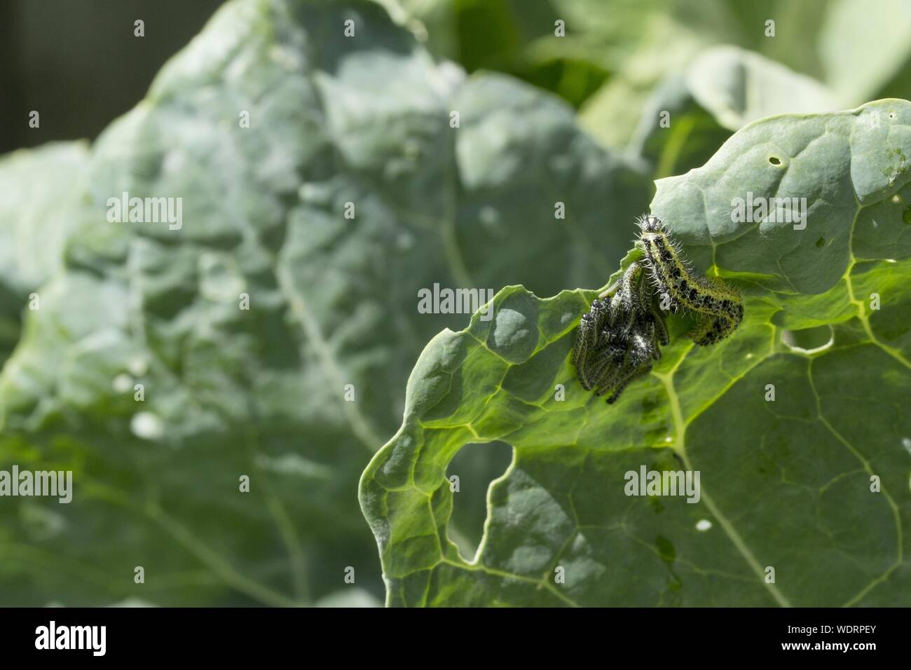 Plant eating insects hi-res stock photography and images - Alamy