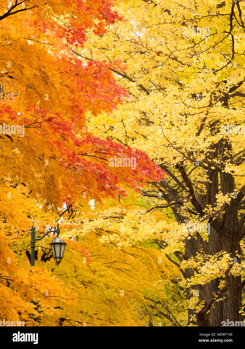 Rock maple tree hi-res stock photography and images - Alamy