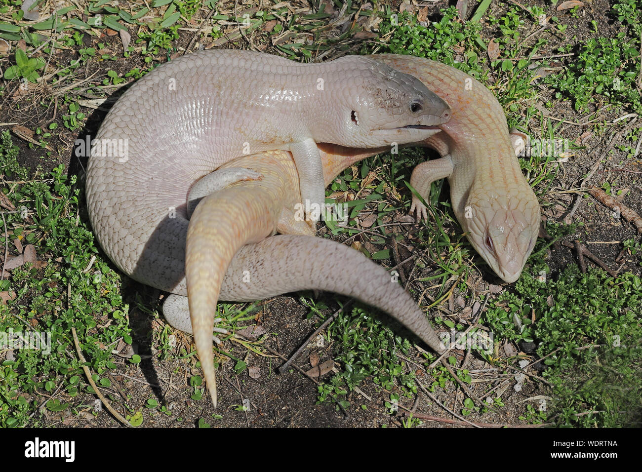 Mating blue-tongue Lizards Stock Photo - Alamy