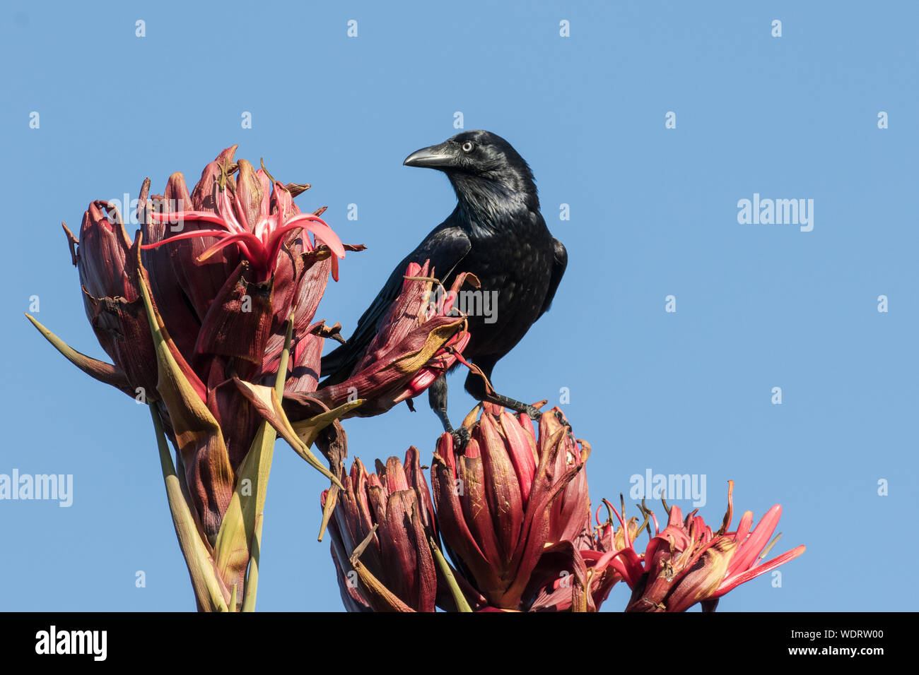 Raven resting hi-res stock photography and images - Alamy